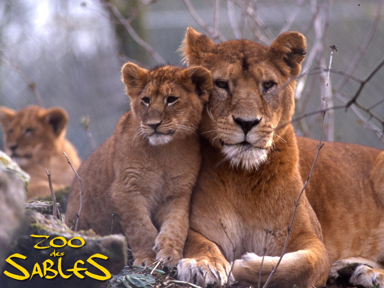 Zoo des Sables - Visites & Excursions Les Sables d'Olonne.com